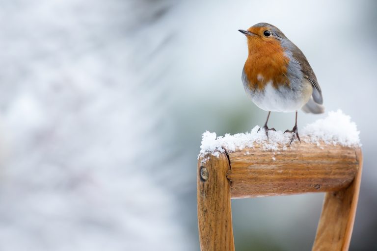 Winter Wildlife: How to Help Animals in January - Robert Oulsnam